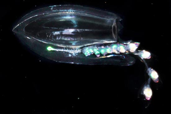 CNIDARIA - Muggiaea sp?